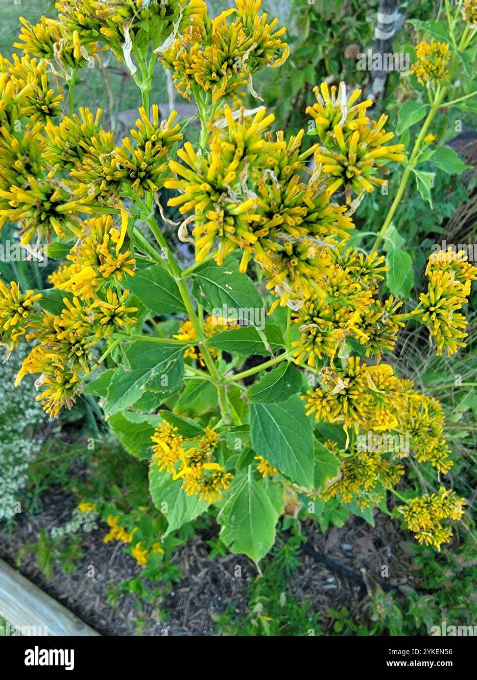 Yellow Crownbeard (Verbesina occidentalis Stock Photo - Alamy