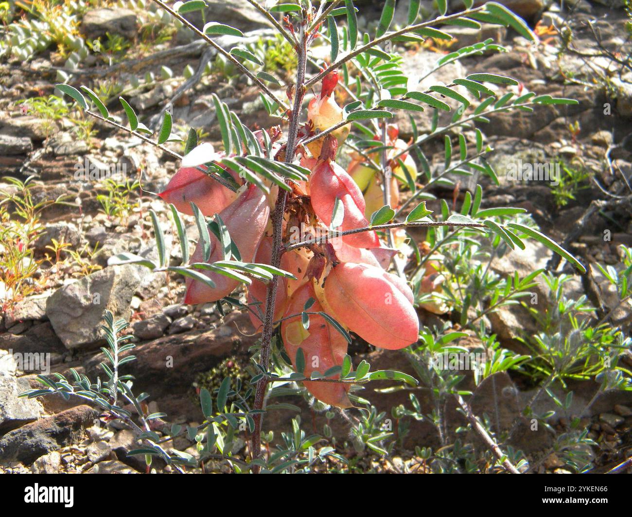 cancer bush (Lessertia frutescens Stock Photo - Alamy