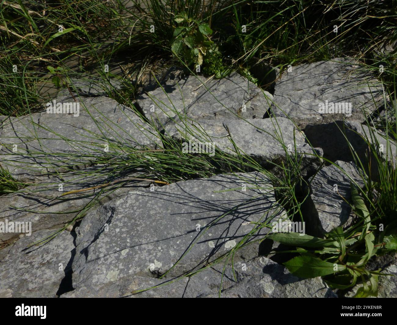 Branched Horsetail (Equisetum ramosissimum Stock Photo - Alamy