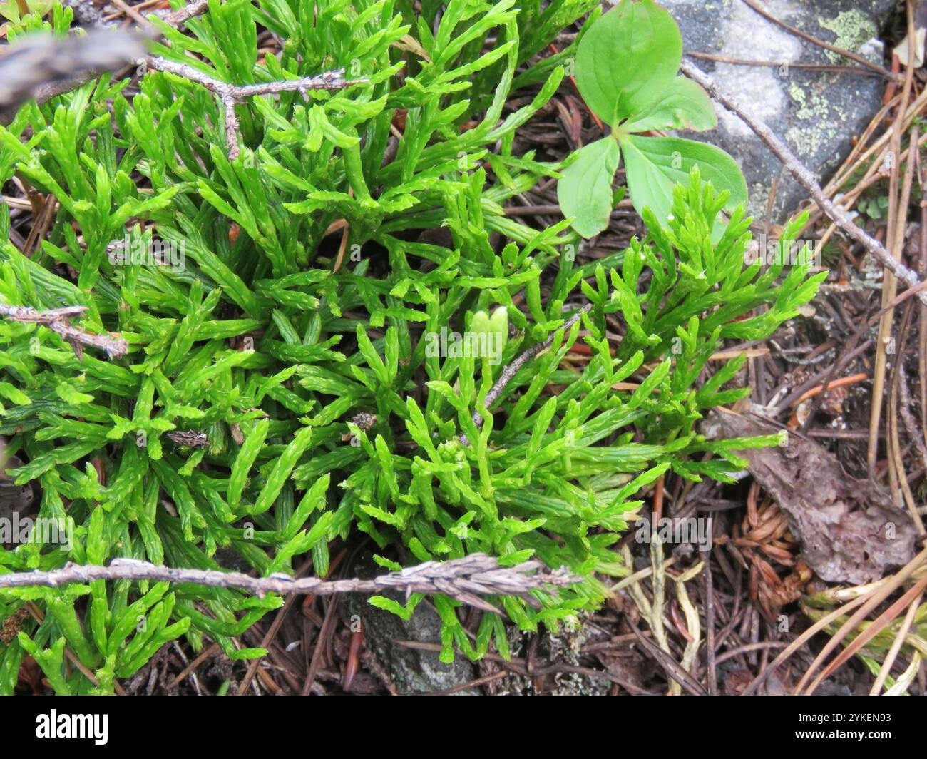 northern ground-cedar (Diphasiastrum complanatum Stock Photo - Alamy