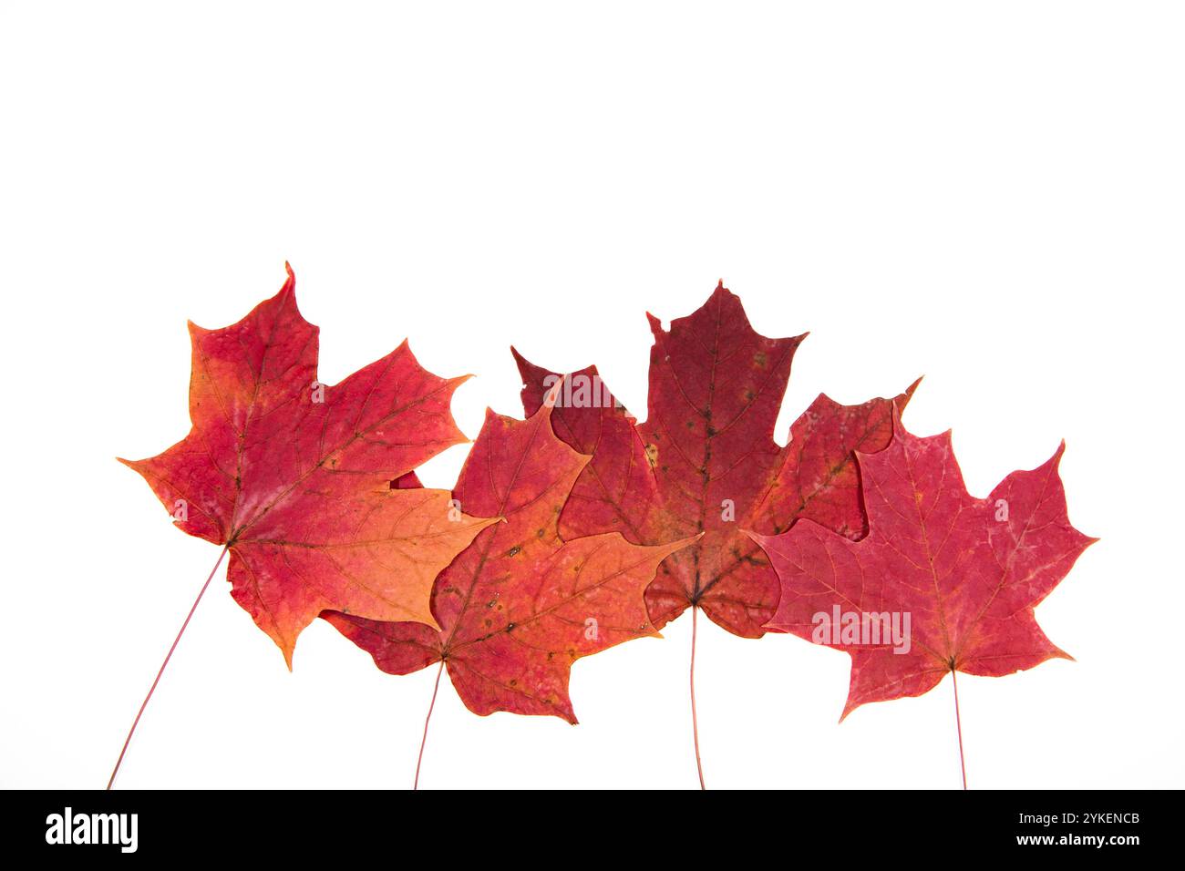 Sugar maple fall foliage Cut Out Stock Images & Pictures - Alamy