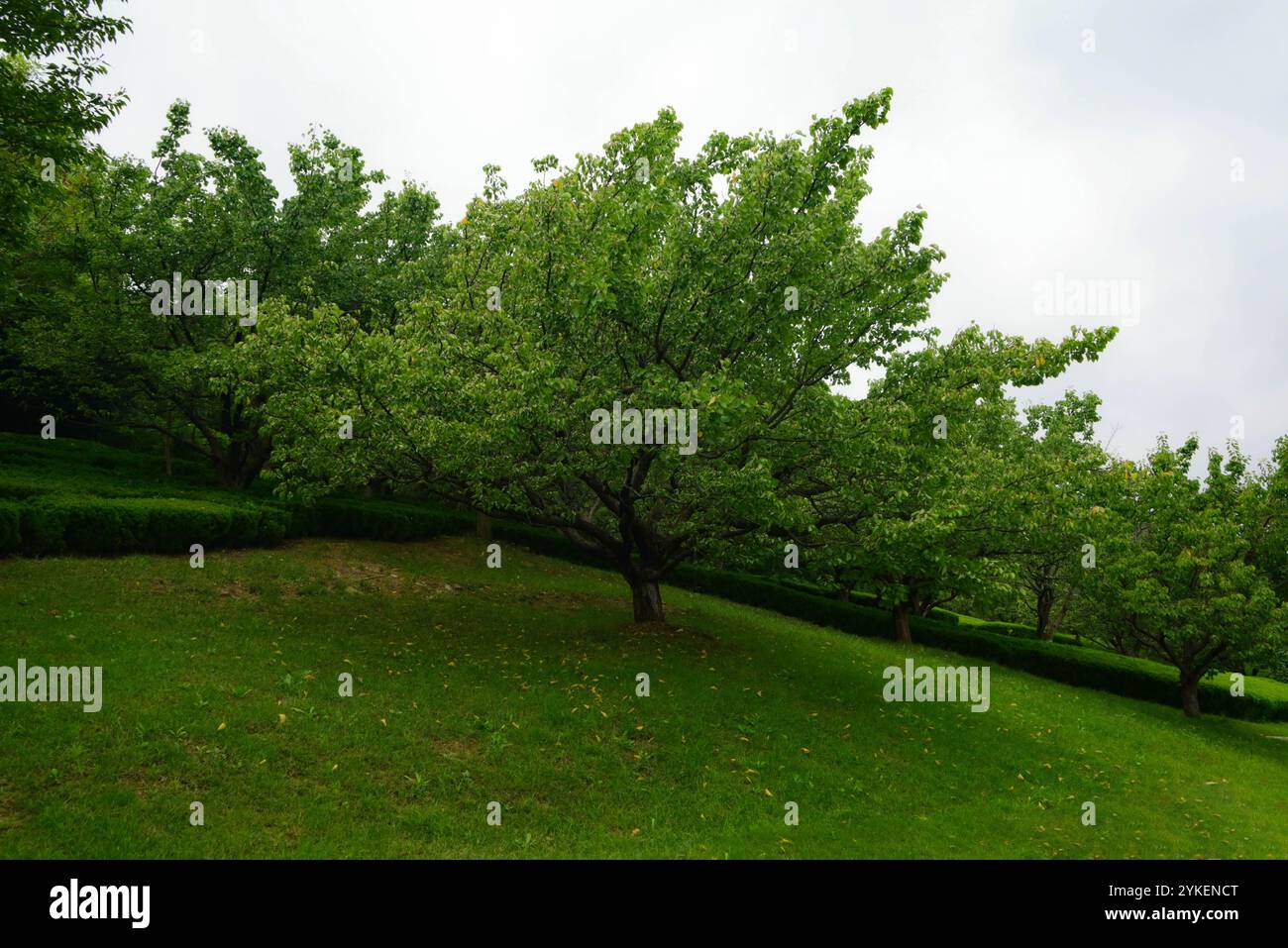 Green spreading tree in the park, Shandong province, China Stock Photo ...