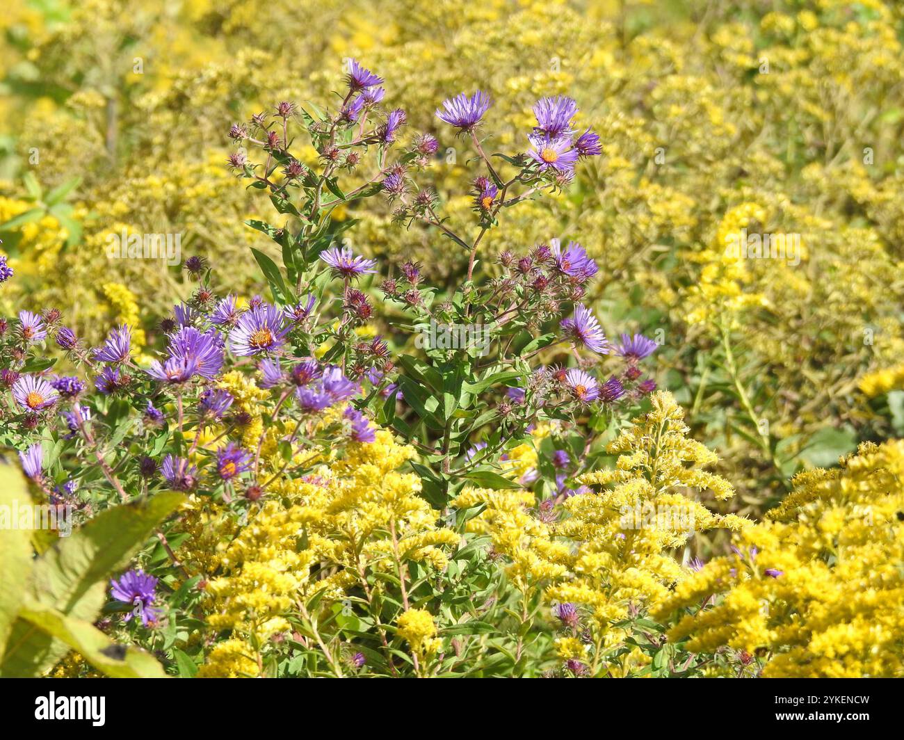 New England aster (Symphyotrichum novae-angliae Stock Photo - Alamy