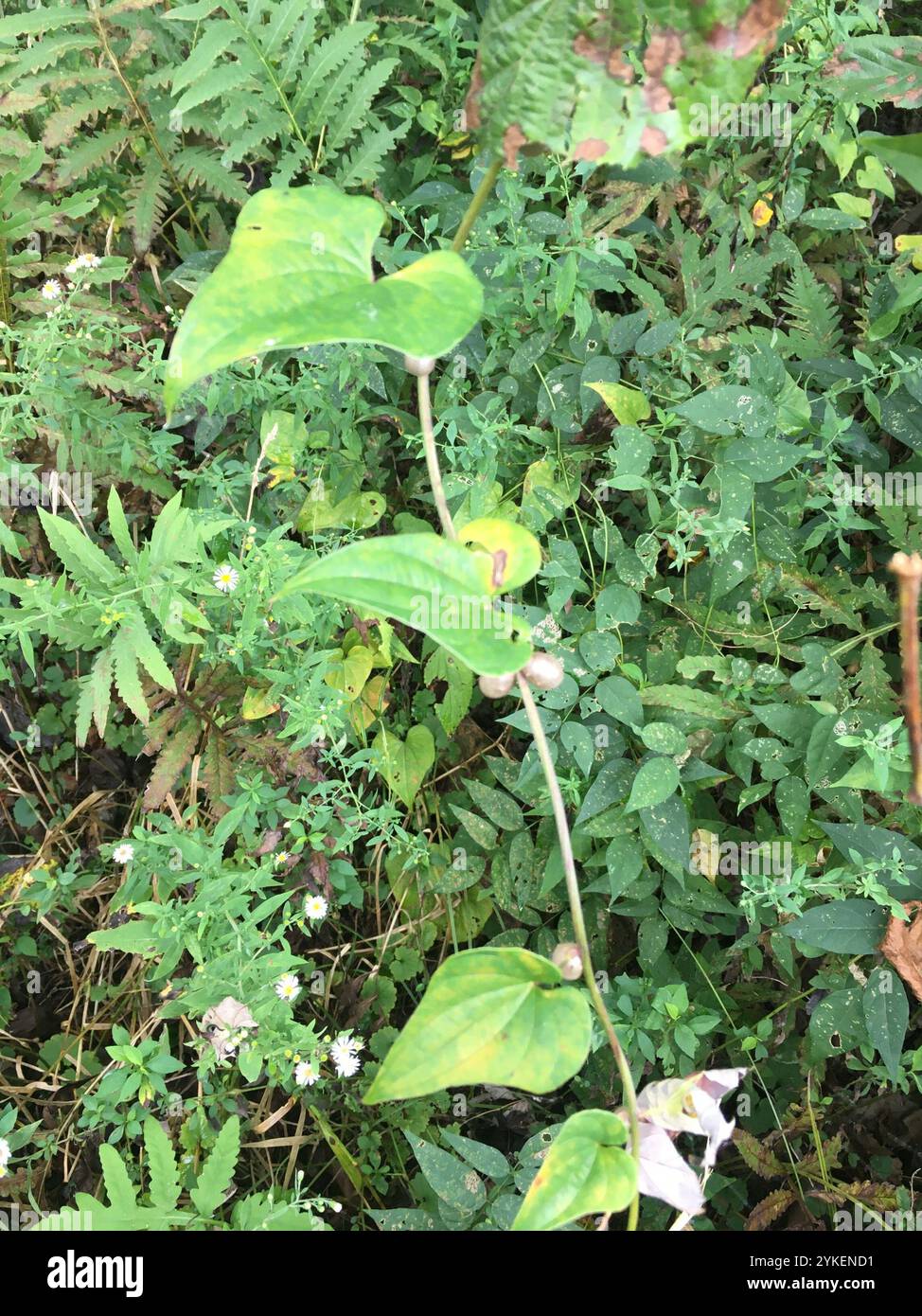 Chinese yam (Dioscorea polystachya Stock Photo - Alamy