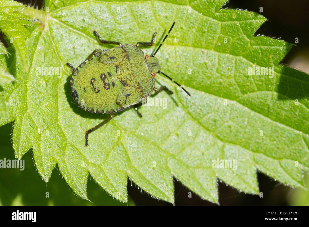 Green Shield Bug (Palomena prasina Stock Photo - Alamy