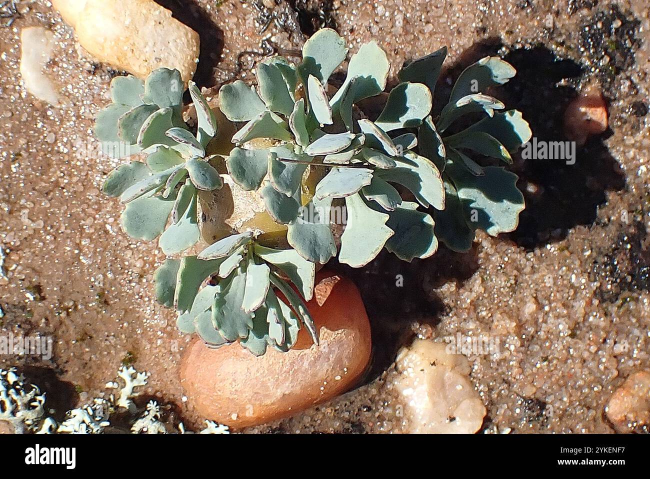 Potato Babooncabbage (Othonna cacalioides Stock Photo - Alamy