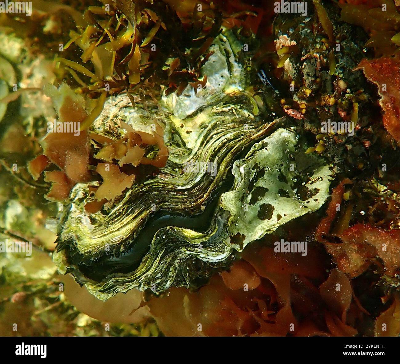 Pacific Oyster (Magallana gigas Stock Photo - Alamy