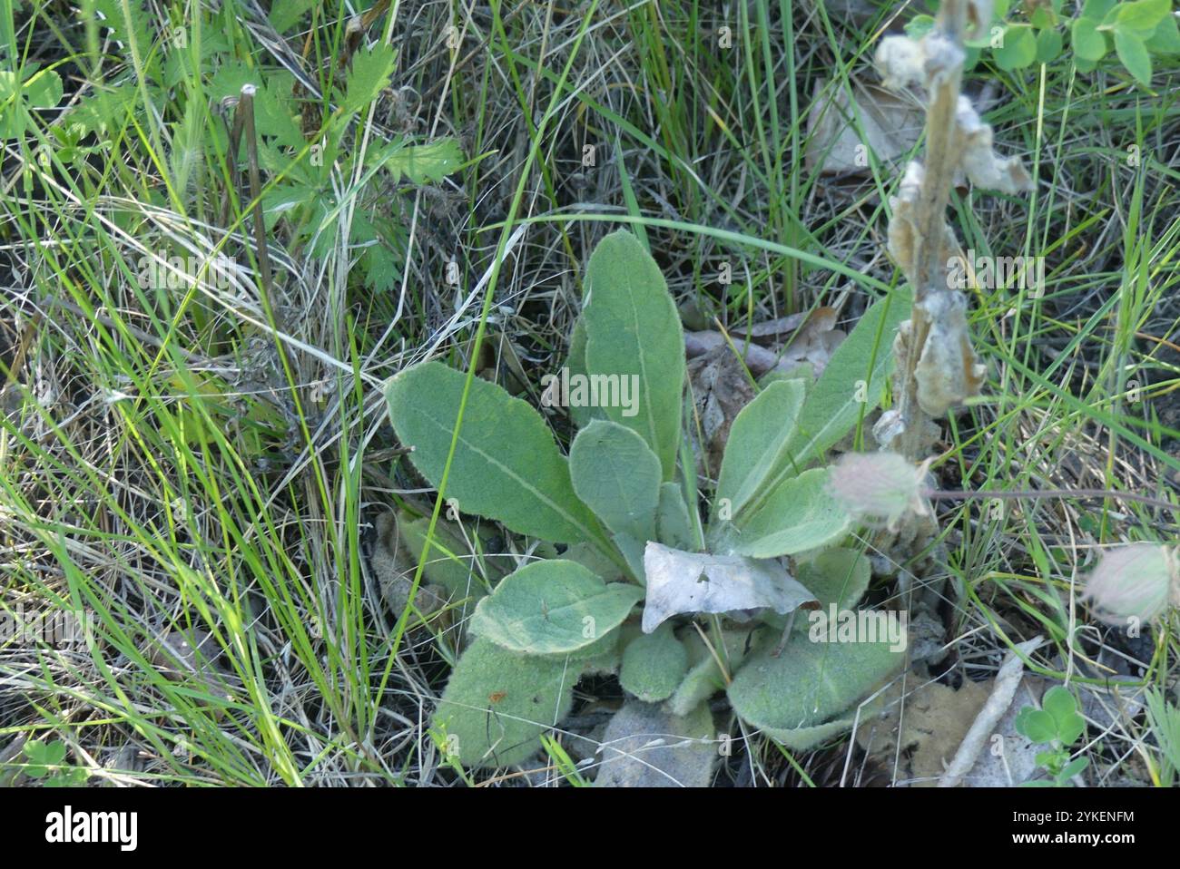 great mullein (Verbascum thapsus Stock Photo - Alamy