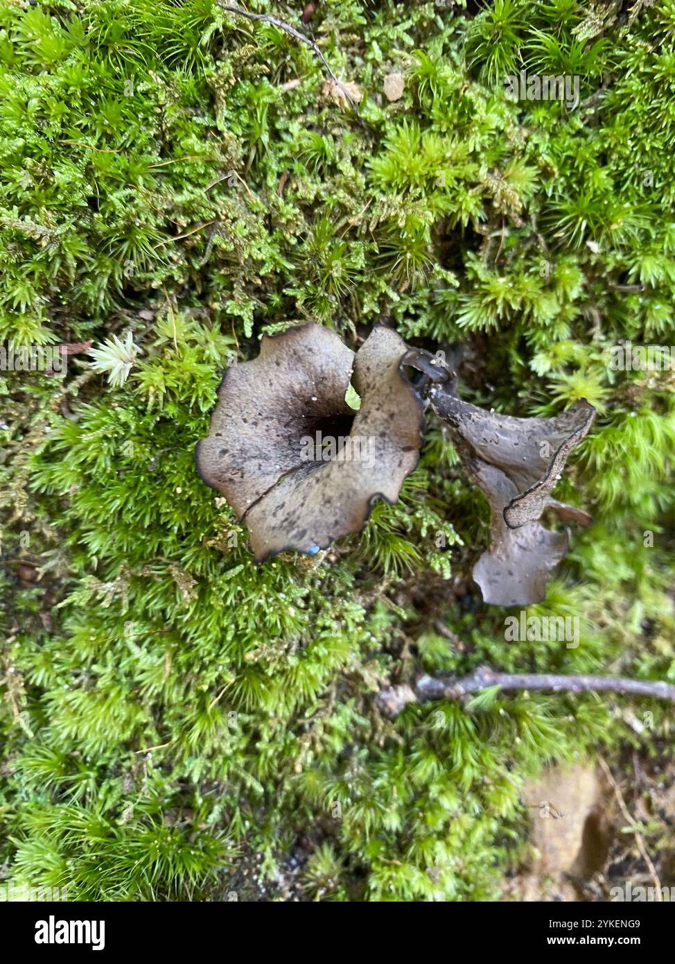 Eastern Black Trumpet (Craterellus fallax Stock Photo - Alamy