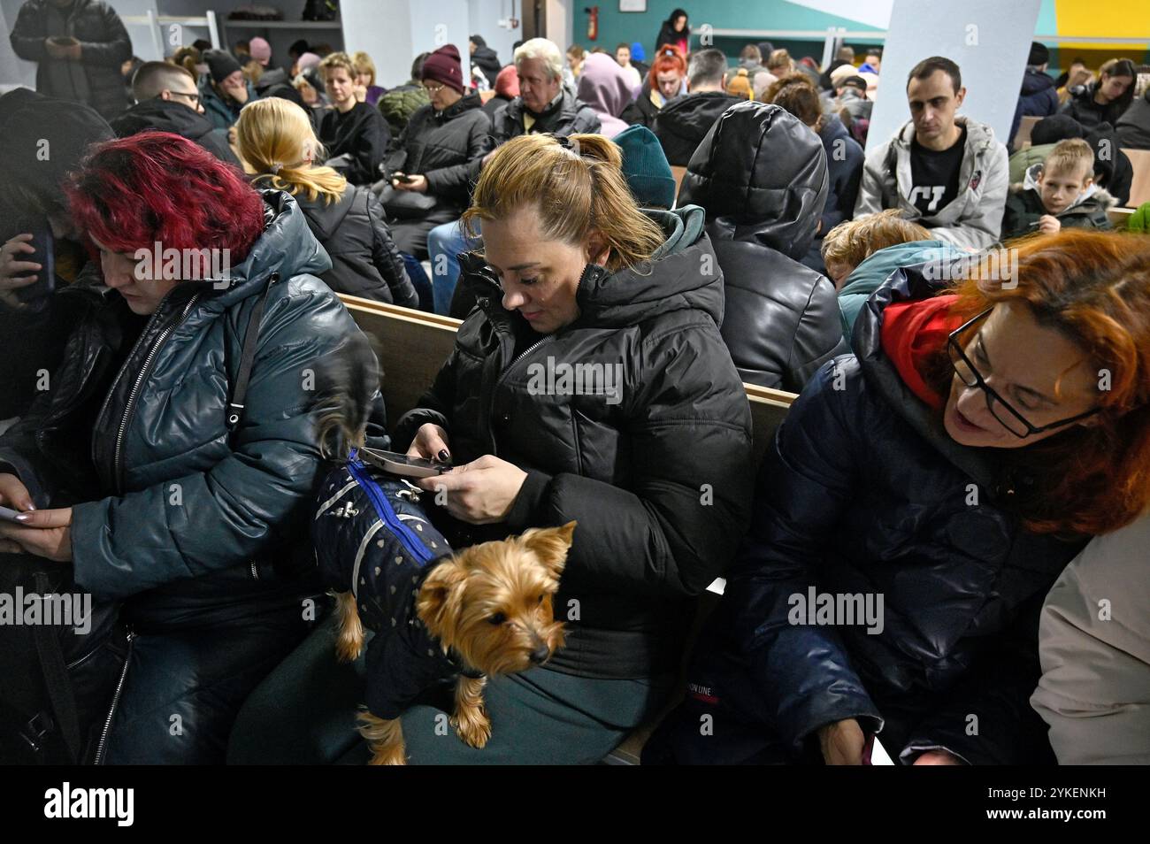 Dog in bomb shelter hi-res stock photography and images - Alamy
