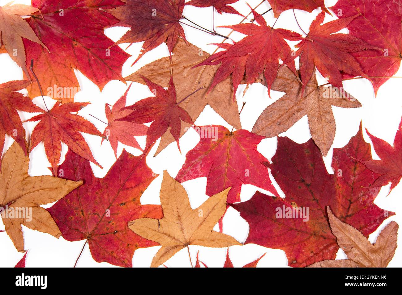red sugar maple leaves in an arrangement against white background Stock ...