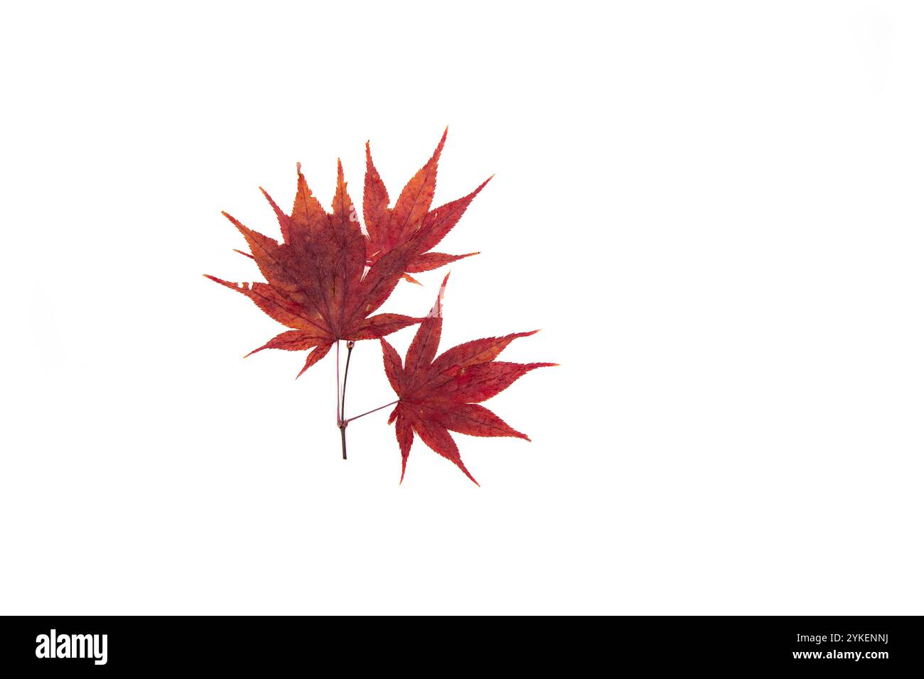 A japanese arrangement hi-res stock photography and images - Alamy
