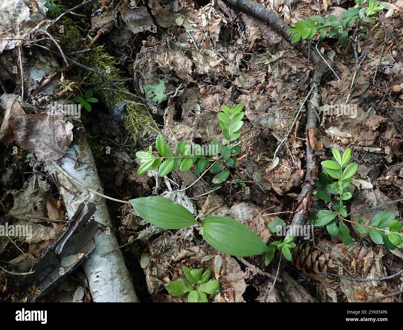 Oregon Boxwood (Paxistima myrsinites Stock Photo - Alamy