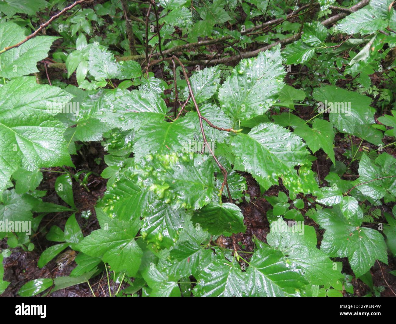 Green alder alnus alnobetula hi-res stock photography and images - Alamy