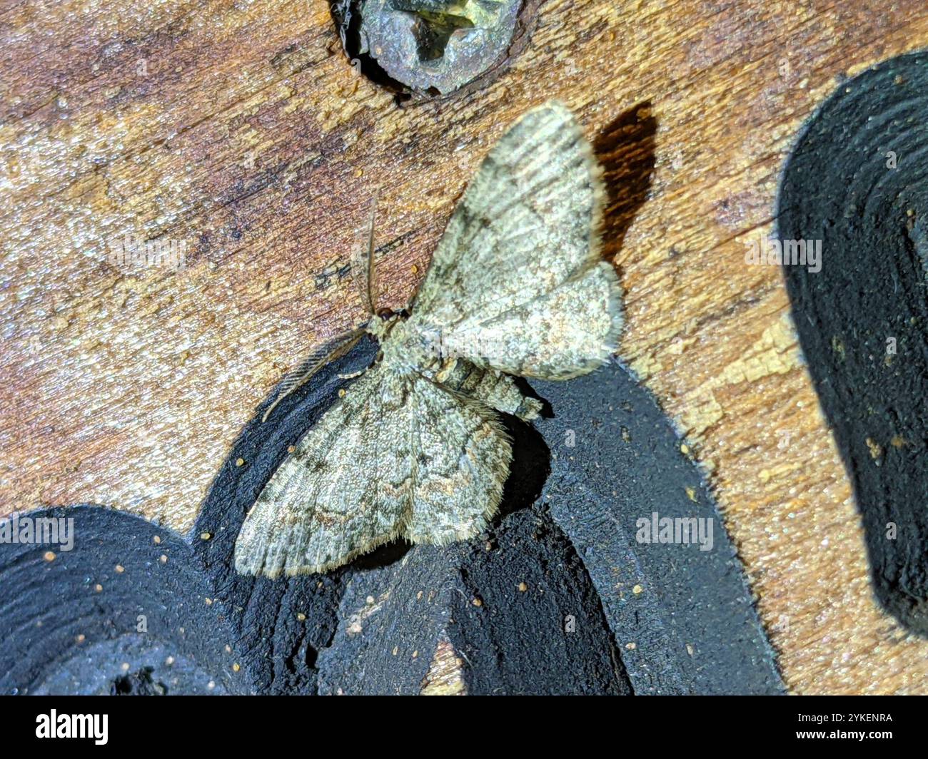Texas Gray (Glenoides texanaria Stock Photo - Alamy