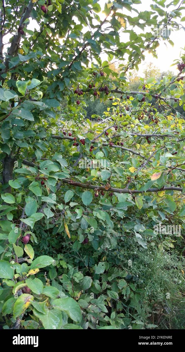 Siberian crabapple (Malus baccata Stock Photo - Alamy