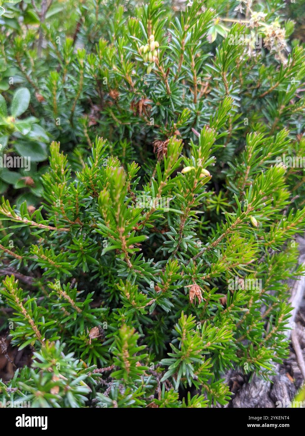 Spring Heath (Erica carnea Stock Photo - Alamy