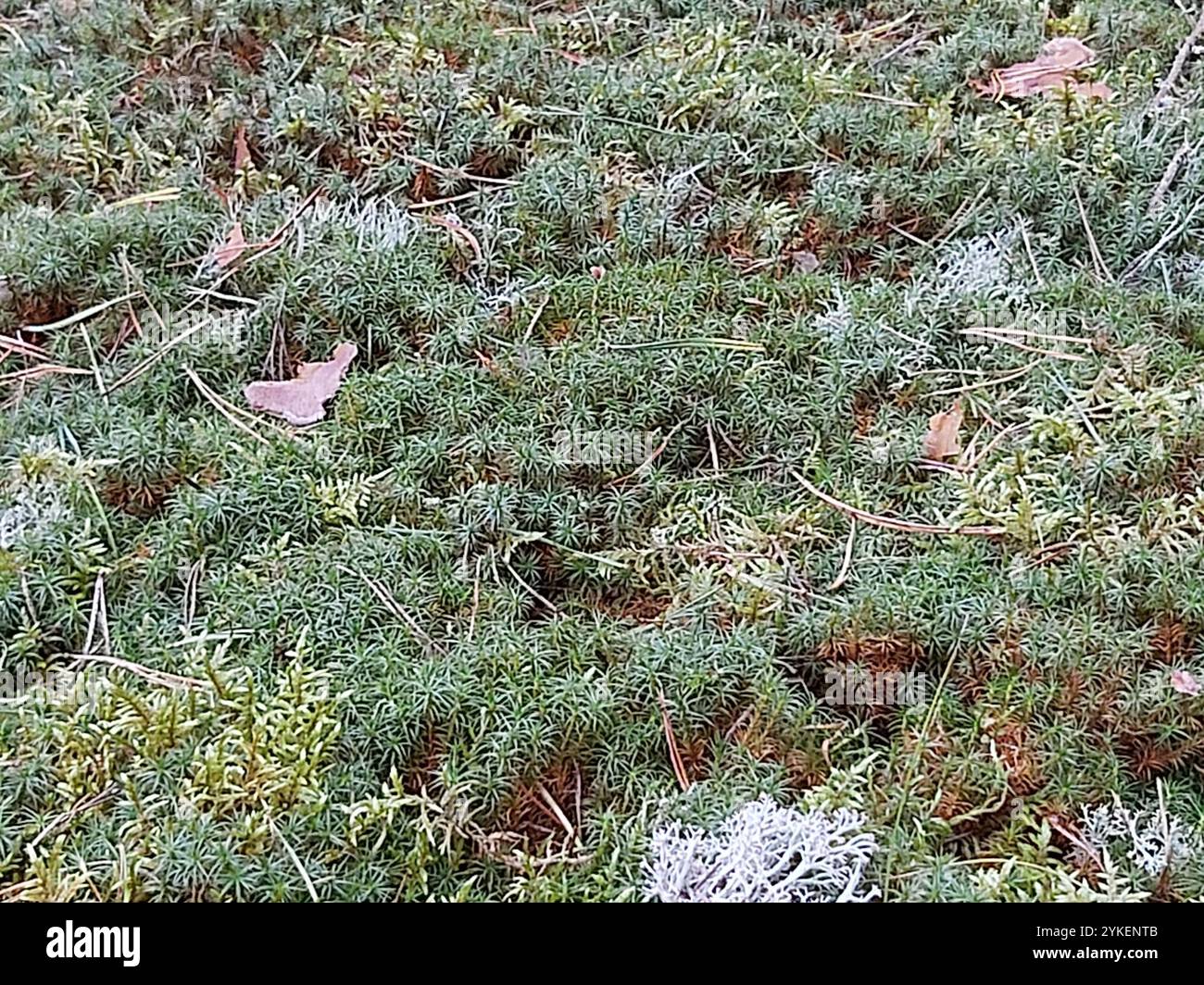 juniper haircap moss (Polytrichum juniperinum Stock Photo - Alamy