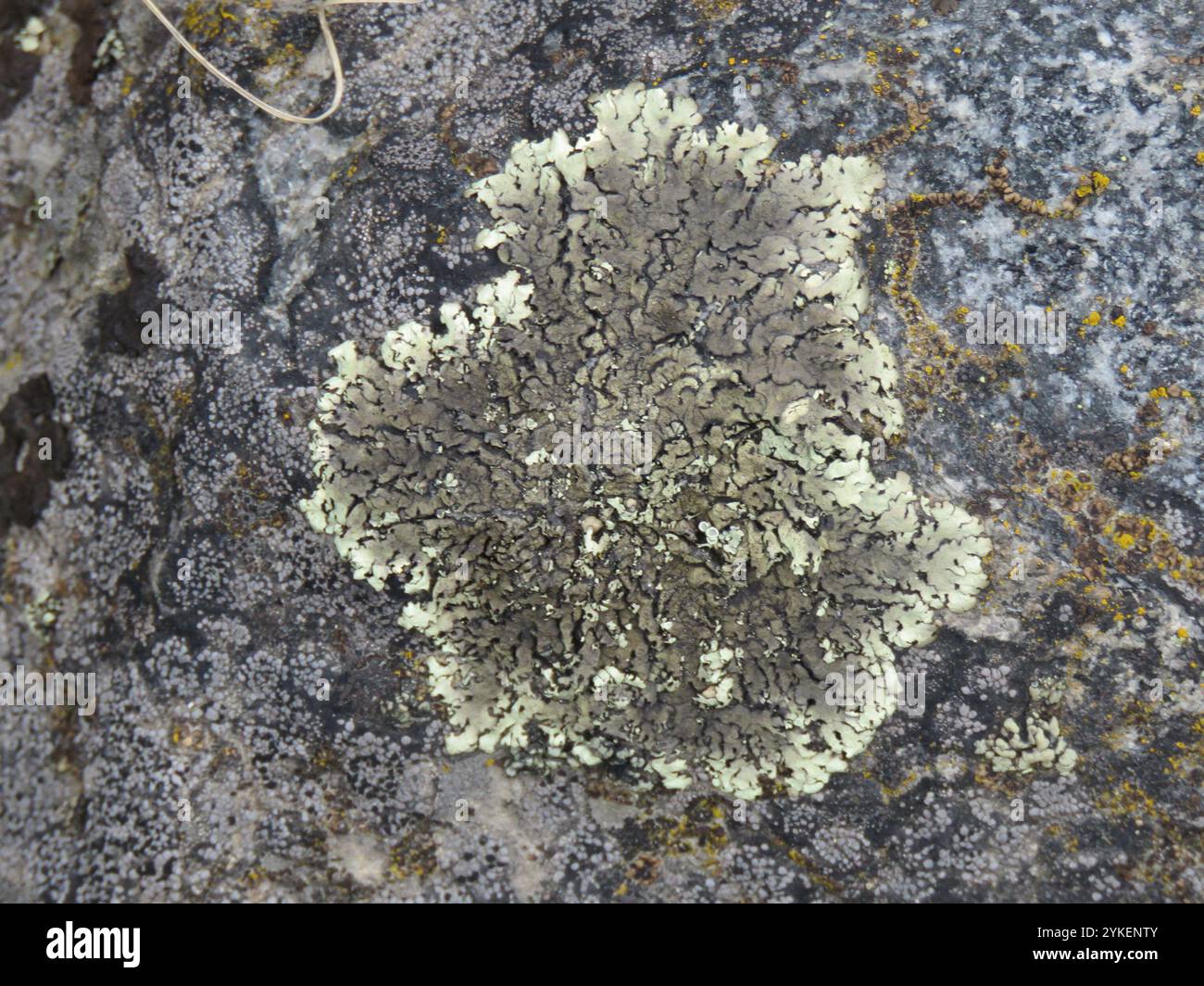 rock shield lichens (Xanthoparmelia Stock Photo - Alamy