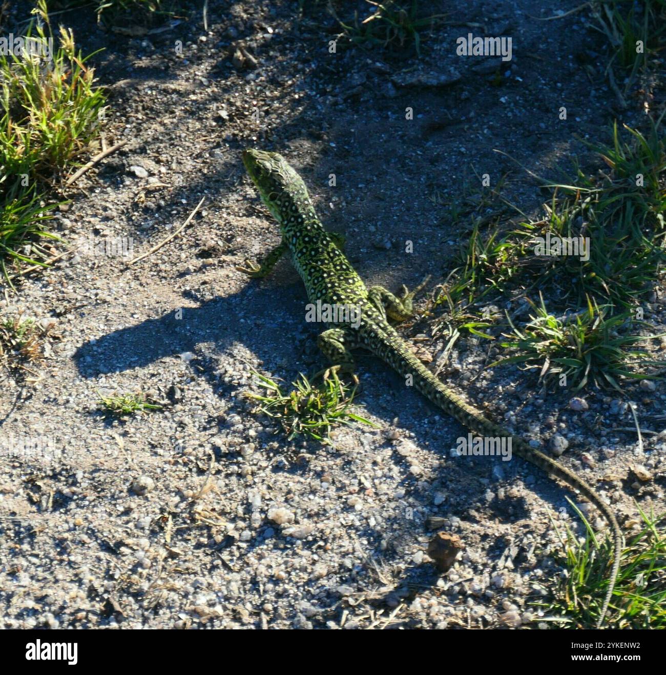 Iberian ocellated lizard (Timon lepidus ibericus Stock Photo - Alamy