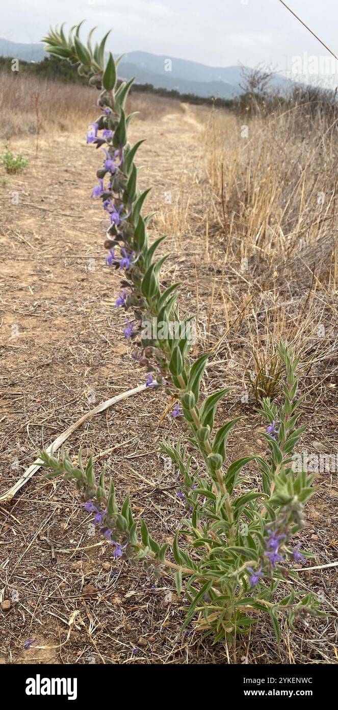 Vinegar Weed (Trichostema lanceolatum Stock Photo - Alamy