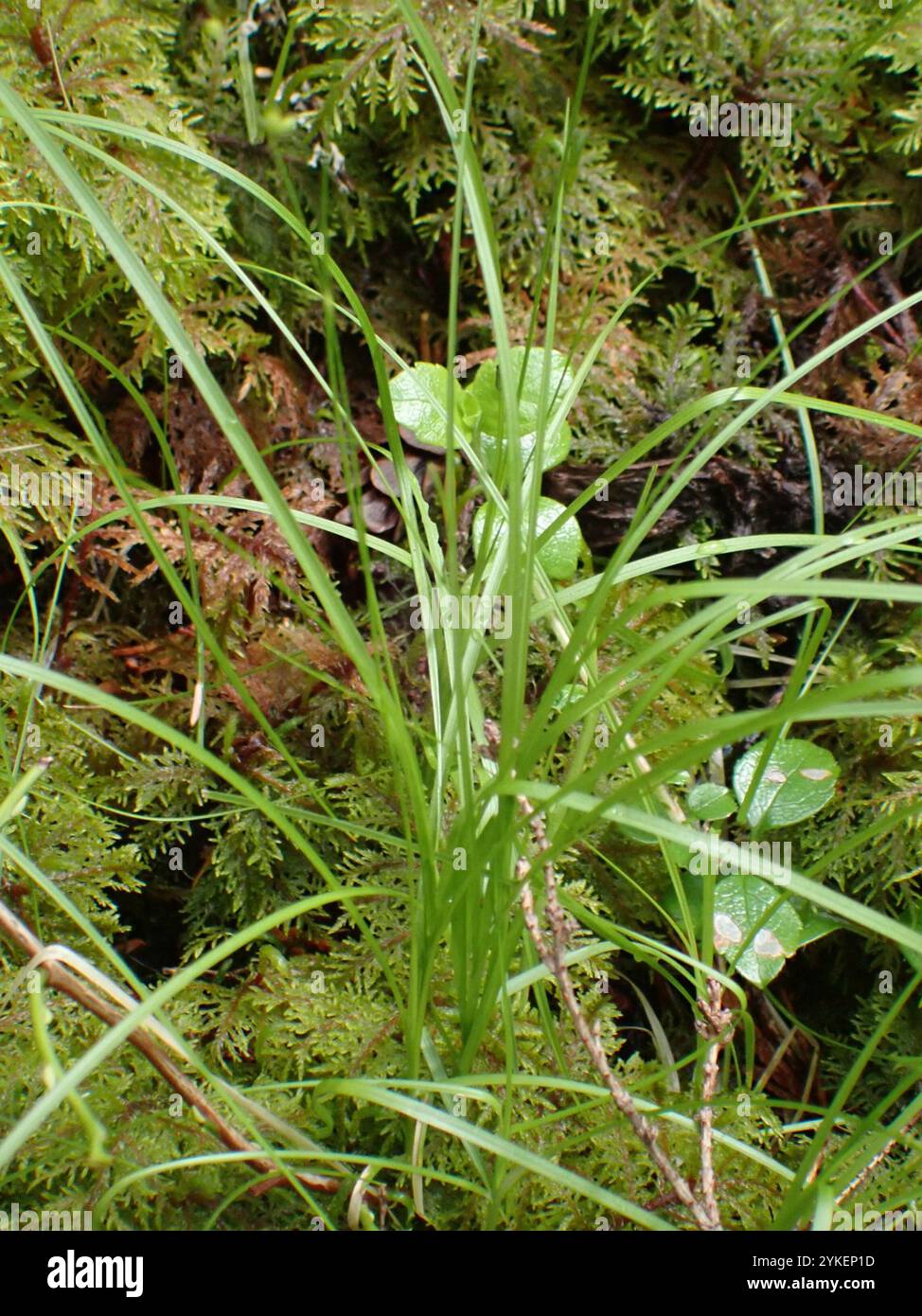 two-seeded sedge (Carex disperma Stock Photo - Alamy