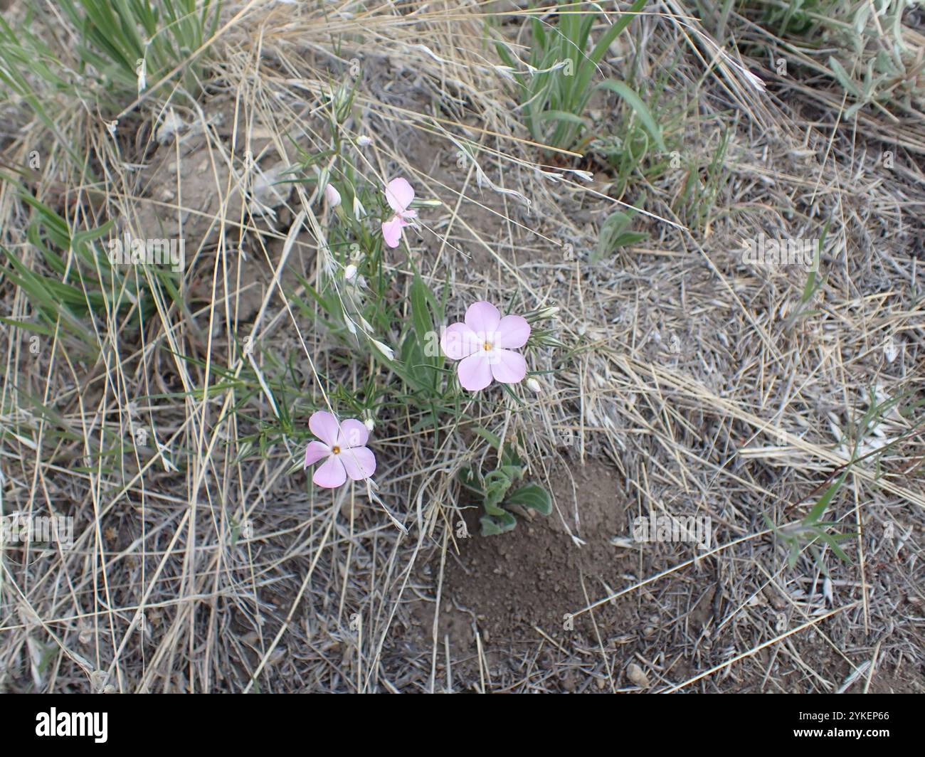 Longleaf Phlox (Phlox longifolia Stock Photo - Alamy