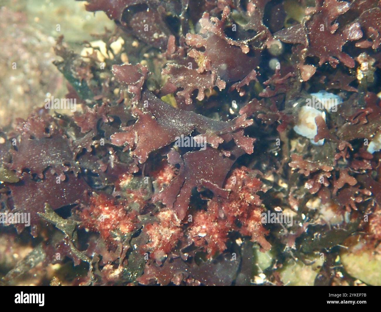 red algae (Rhodophyta Stock Photo - Alamy