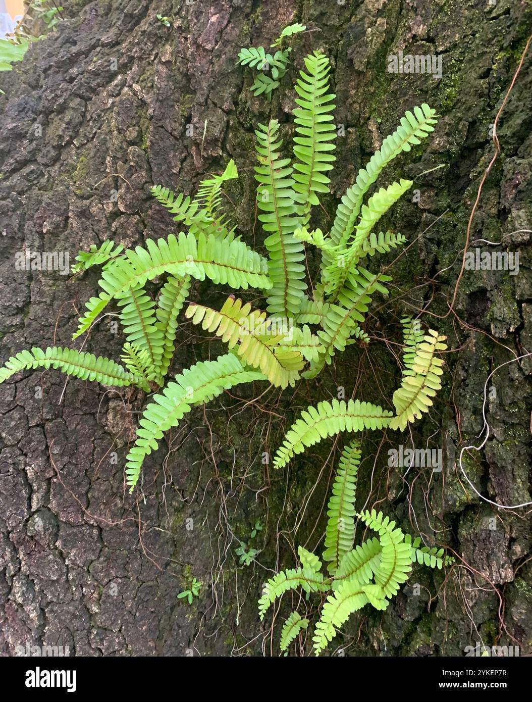 Fishbone Fern (Nephrolepis cordifolia Stock Photo - Alamy