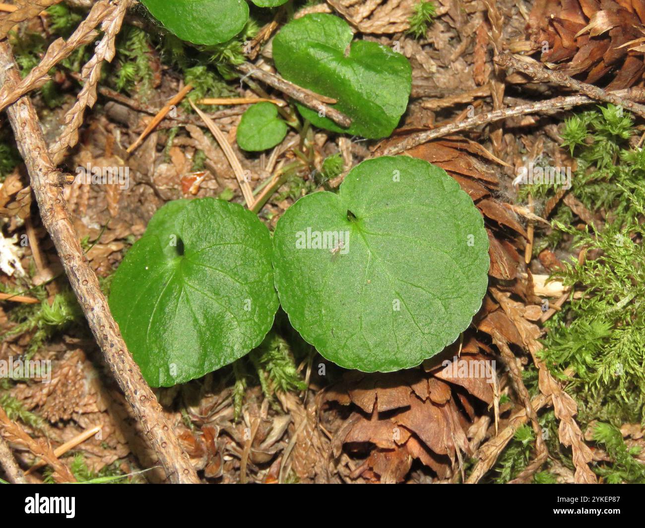 western roundleaf violet (Viola orbiculata Stock Photo - Alamy