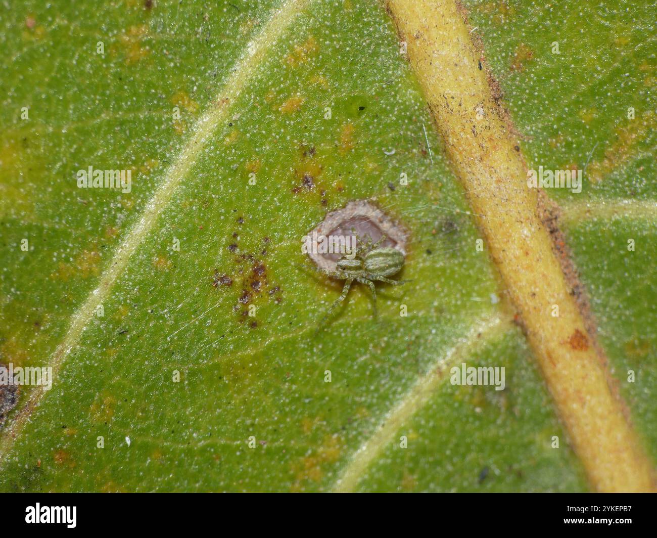 Leaf-running Spiders (Hygropoda Stock Photo - Alamy