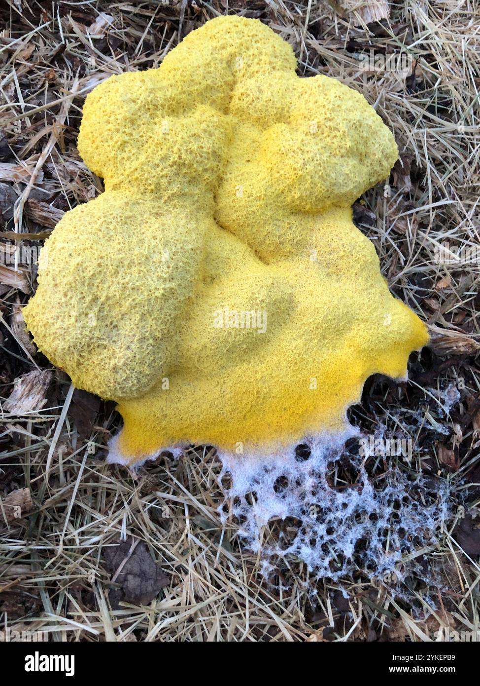 Dog Vomit Slime Mold (Fuligo septica Stock Photo - Alamy