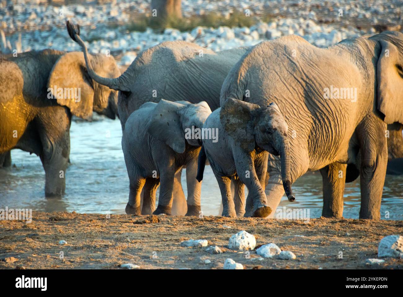 Young african elephants playing in a waterhole. Namibia Stock Photo - Alamy