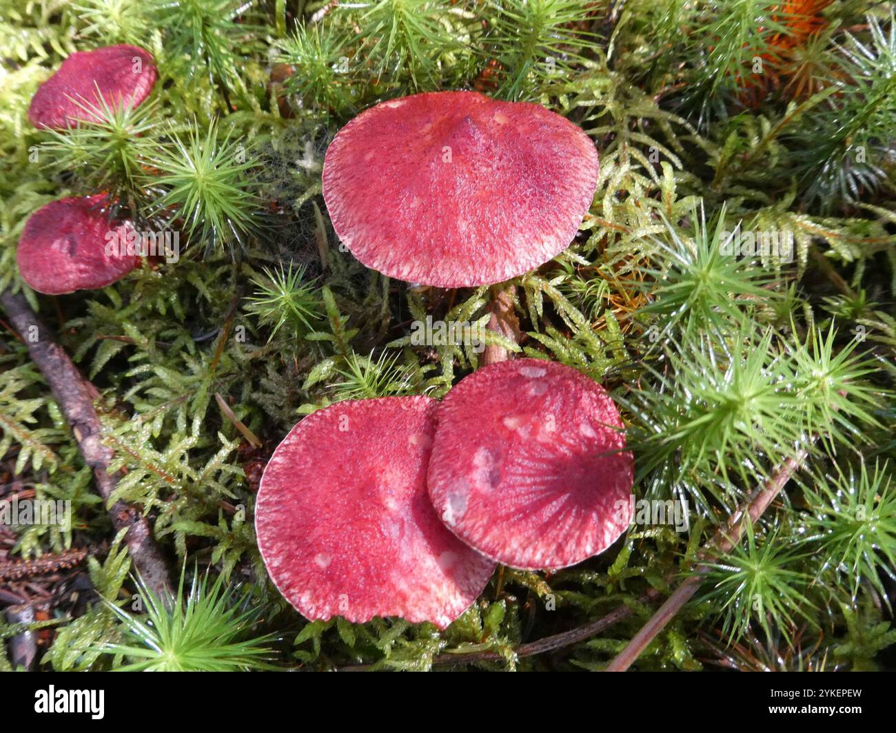 Paluster hi-res stock photography and images - Alamy