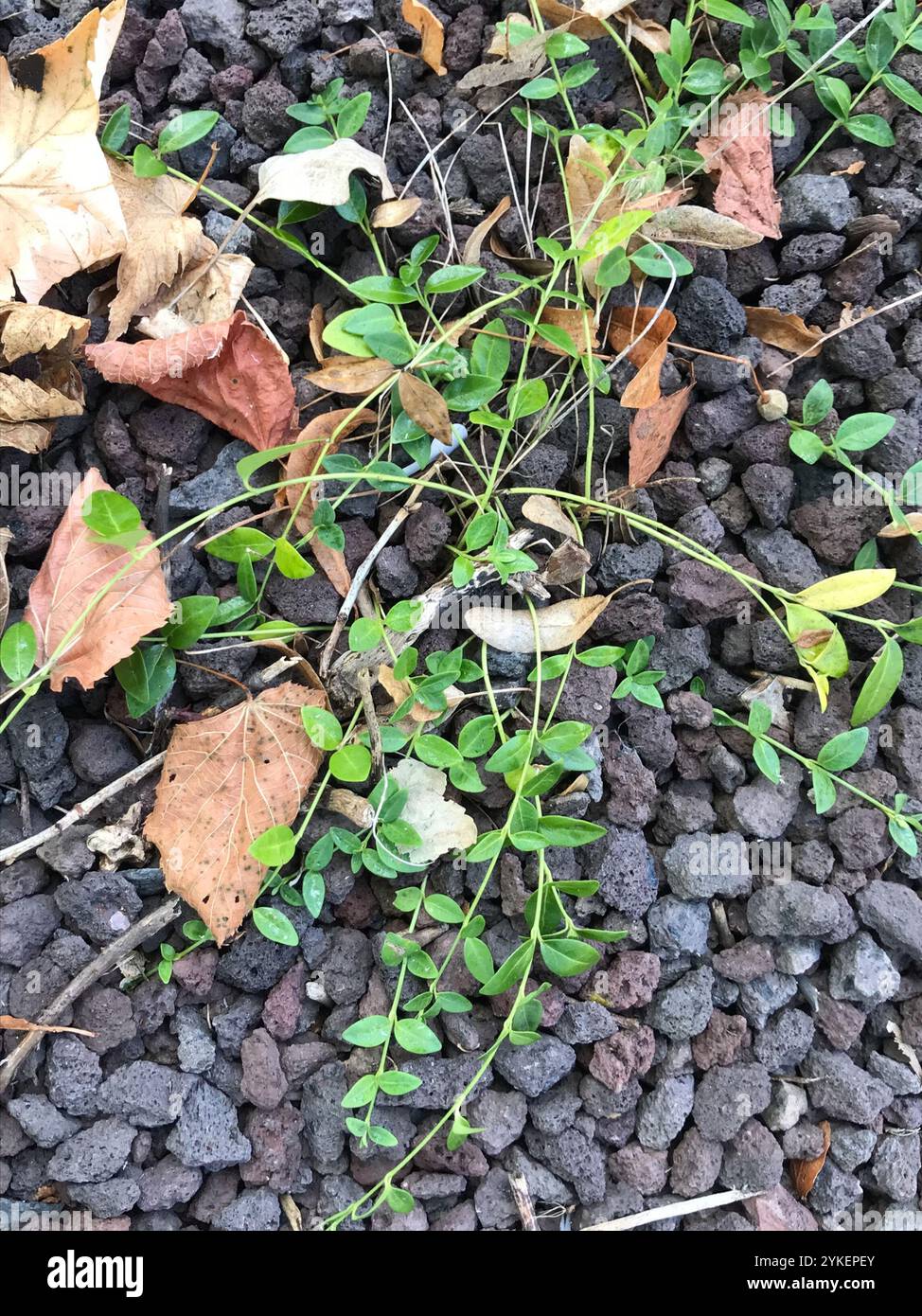 Prostrate Knotweed (Polygonum aviculare Stock Photo - Alamy