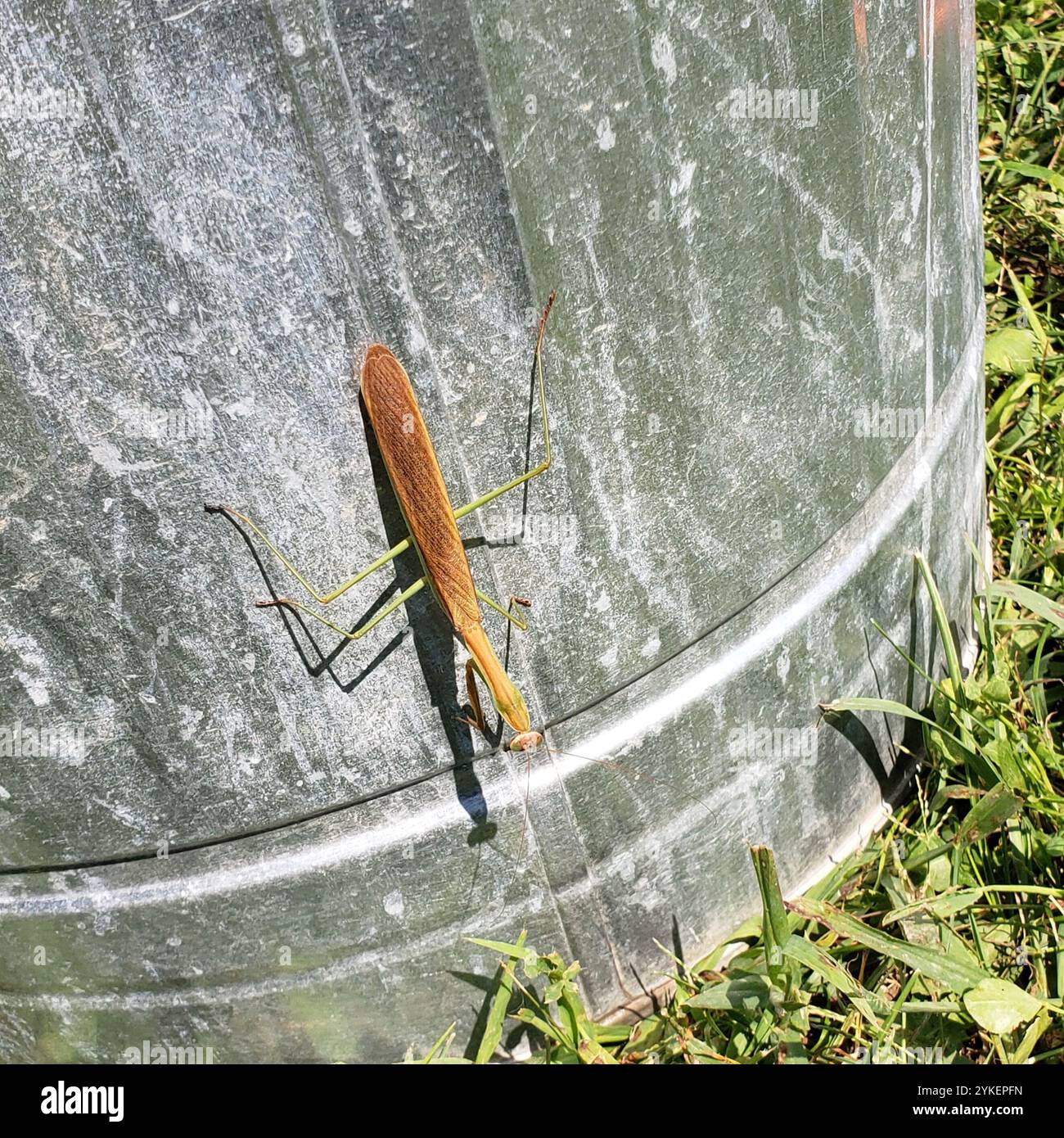 Chinese Mantis (Tenodera sinensis Stock Photo - Alamy