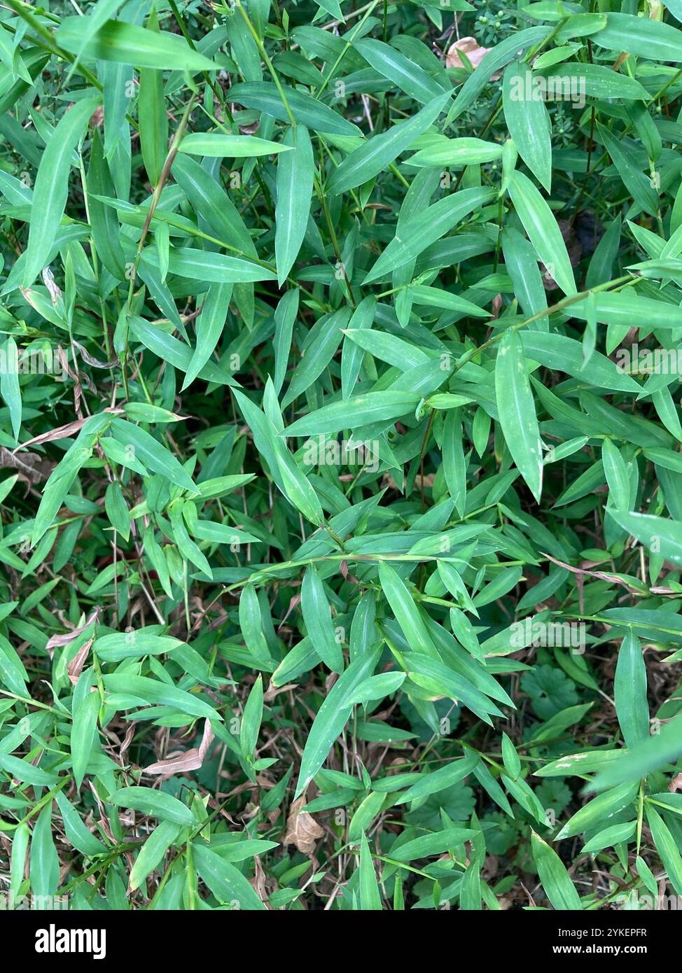 Japanese stiltgrass (Microstegium vimineum Stock Photo - Alamy