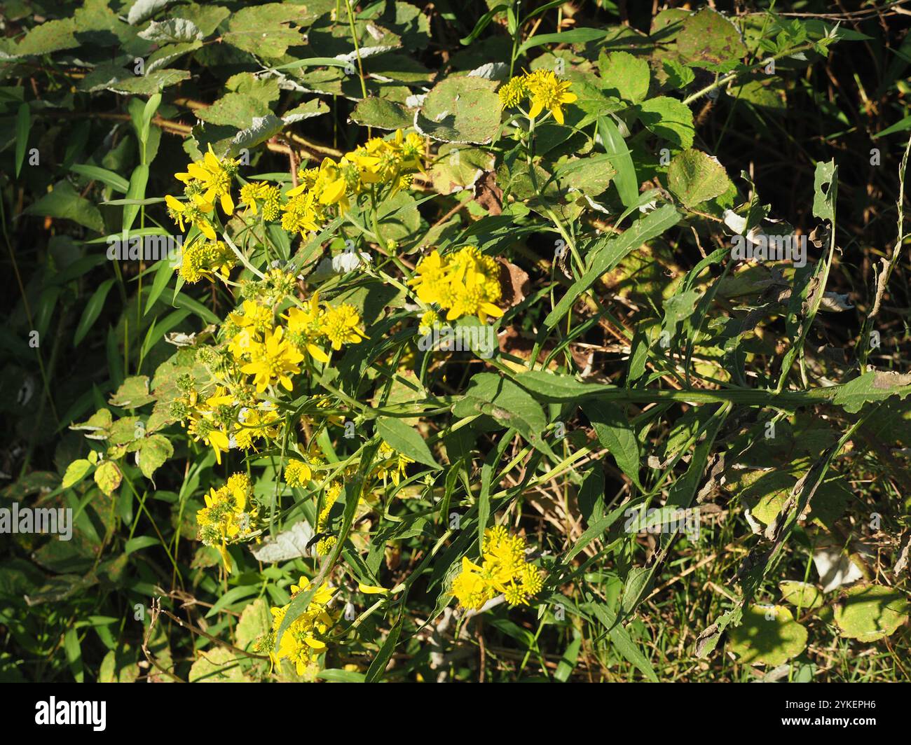 Wingstem (Verbesina alternifolia Stock Photo - Alamy