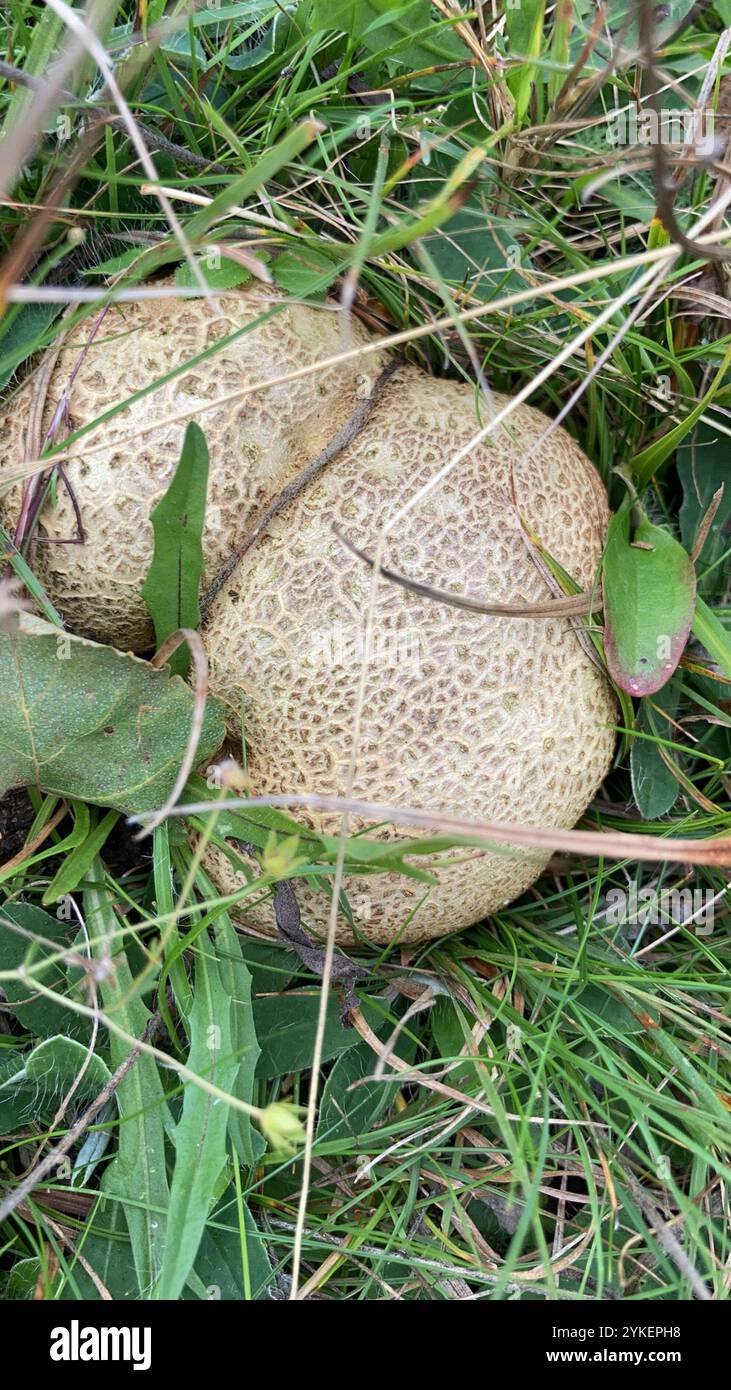 common earthball (Scleroderma citrinum Stock Photo - Alamy