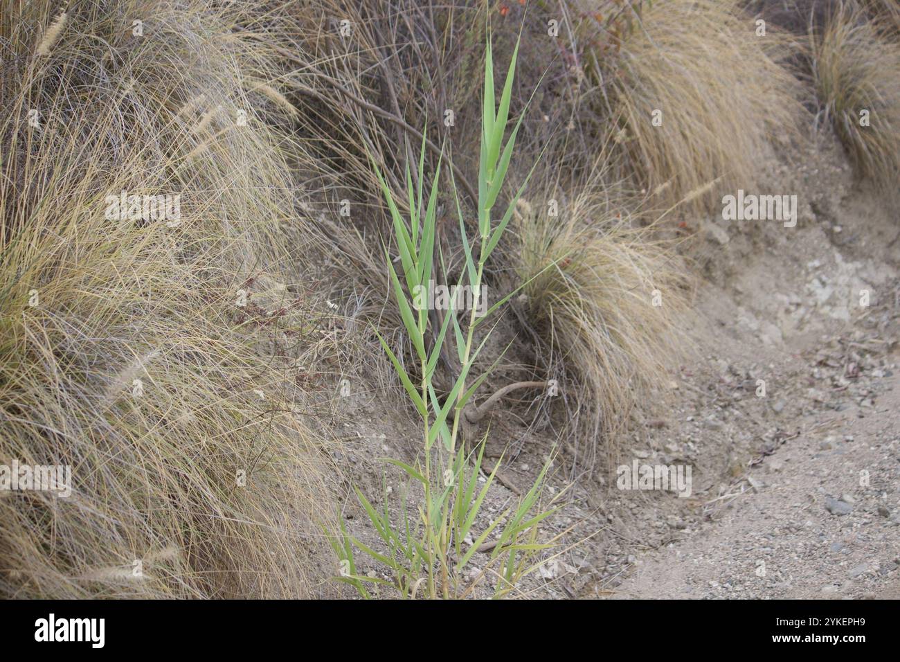 giant reed (Arundo donax Stock Photo - Alamy