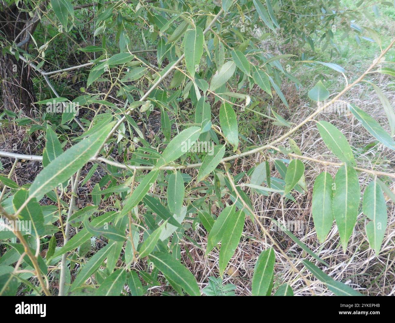 hybrid crack willow (Salix × fragilis Stock Photo - Alamy