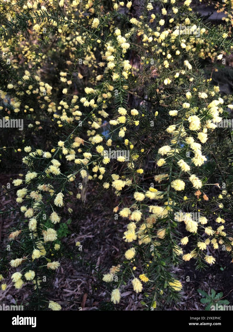 Prickly moses (Acacia verticillata Stock Photo - Alamy