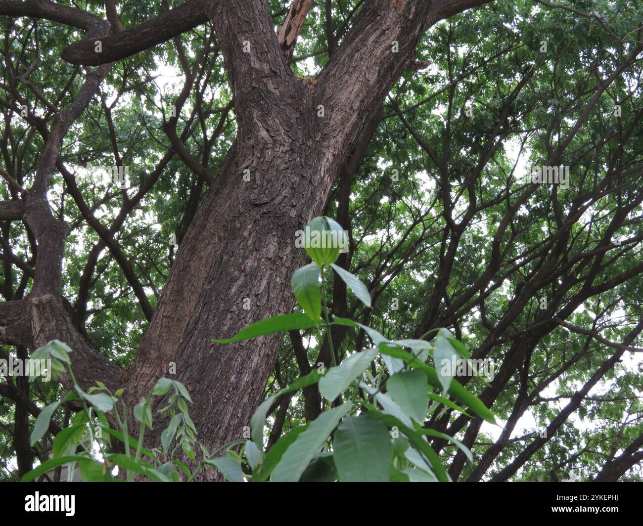 pithraj tree (Aphanamixis polystachya Stock Photo - Alamy