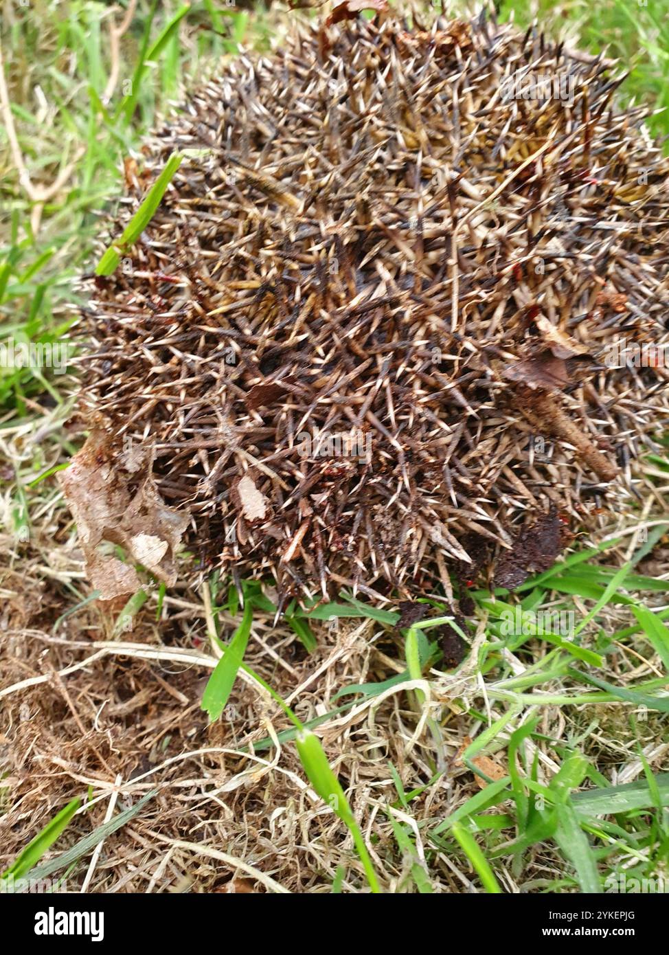Common Hedgehog (Erinaceus europaeus Stock Photo - Alamy