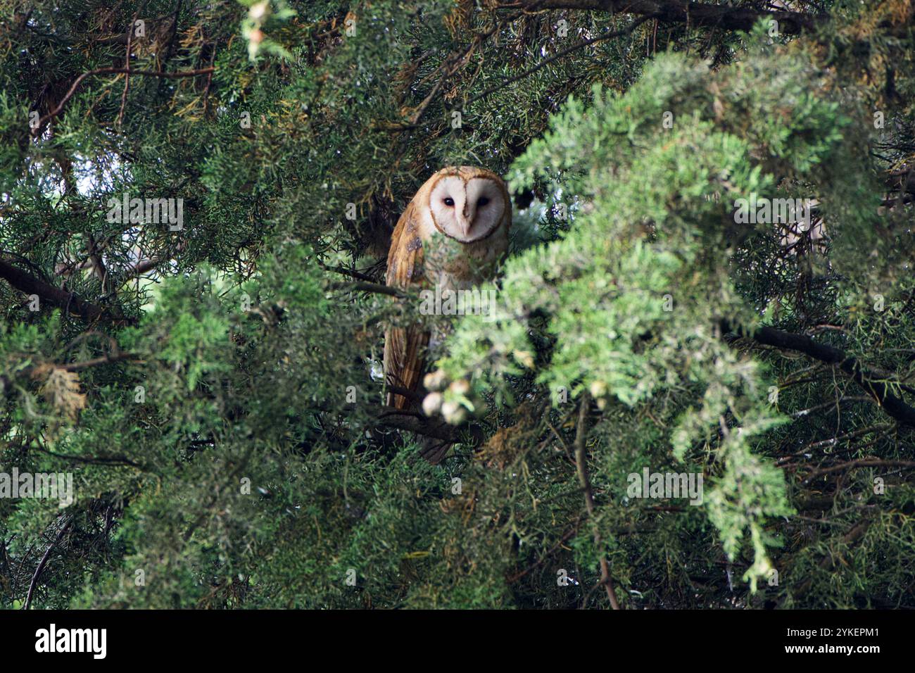 American barn owl hi-res stock photography and images - Alamy