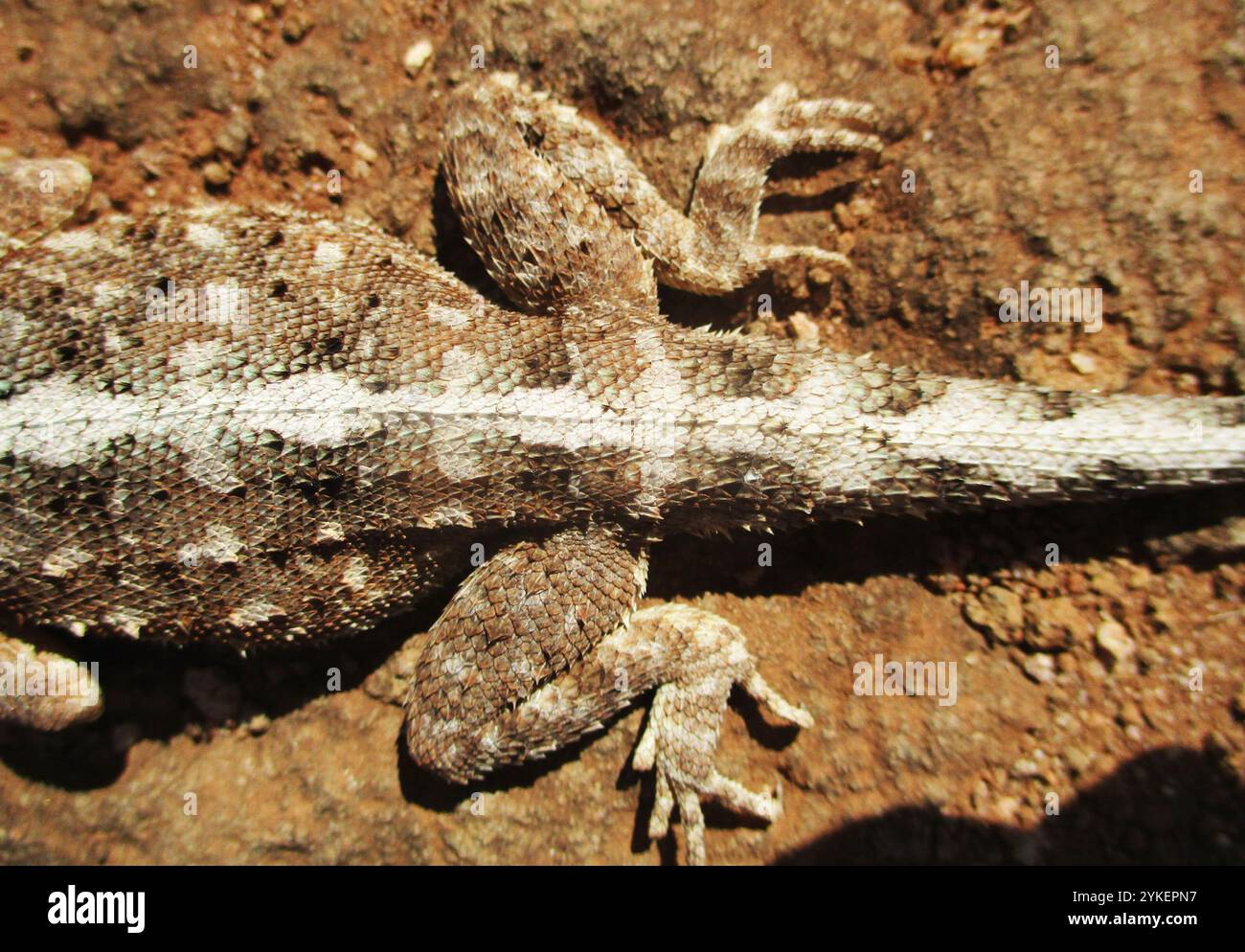 Ground Agama (Agama aculeata Stock Photo - Alamy