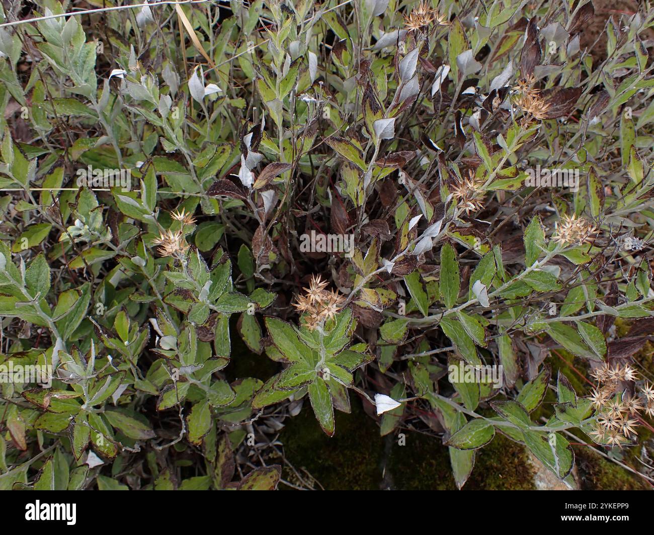 Littleleaf Silverback (Luina hypoleuca Stock Photo - Alamy