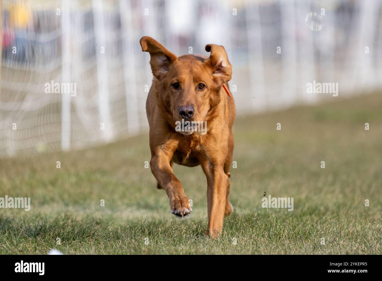 Labrador group hi-res stock photography and images - Alamy