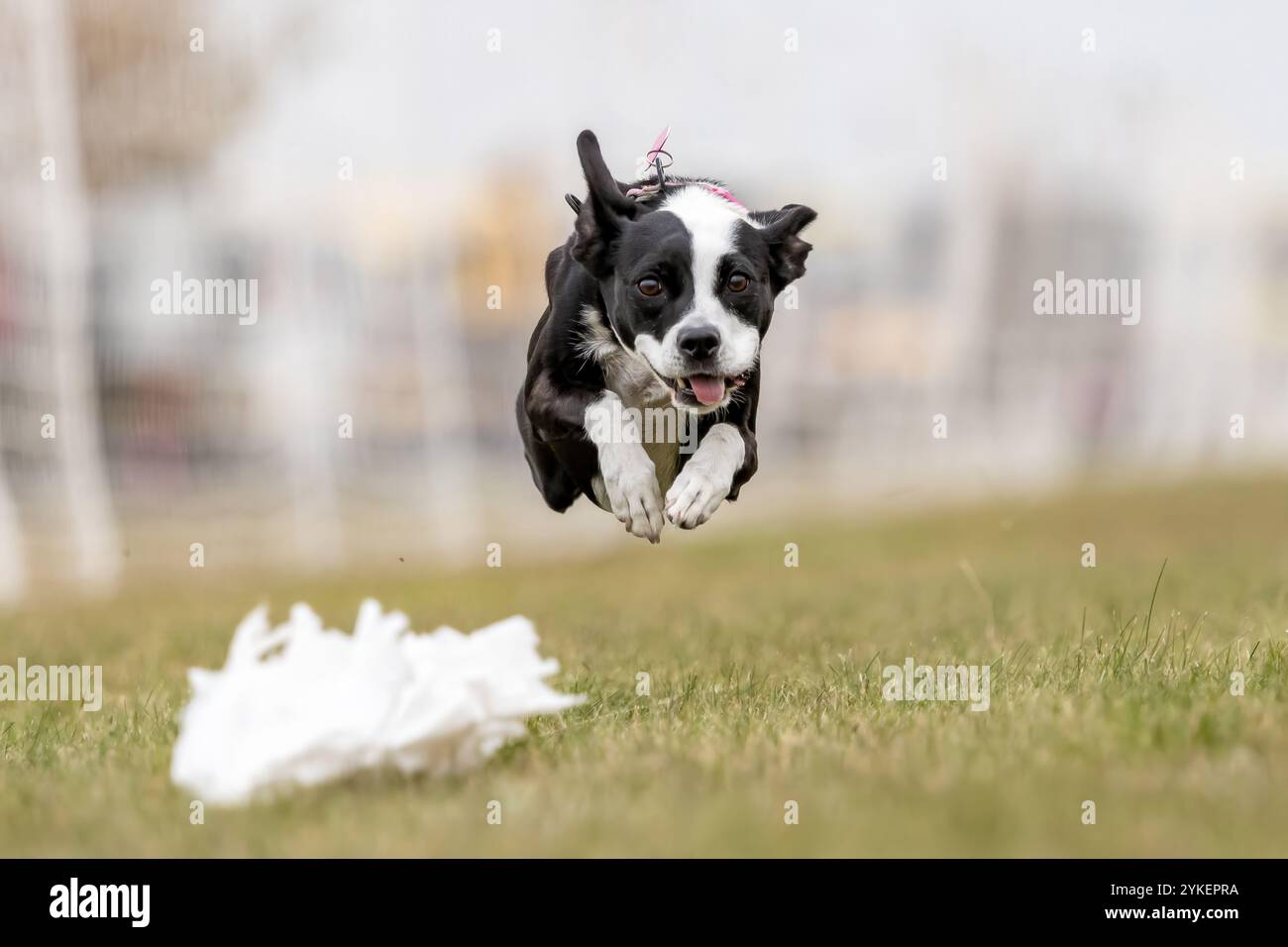 Border Whippet Mix Running Lure Course Sprint Dog Sport Stock Photo - Alamy