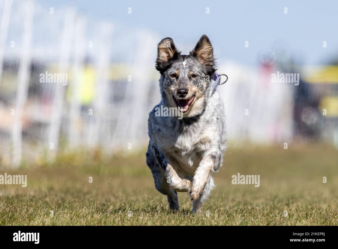 Australian blue heeler dog running hi-res stock photography and images ...